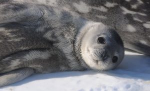 Foca De Weddell Características Qué Come Dónde Vive