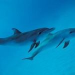 Las mejores FOTOS DE DELFINES 【 Imágenes de delfines