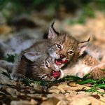 Las mejores FOTOS DE LINCES 【 Imágenes de linces