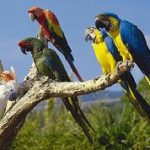 Las mejores FOTOS DE LOROS 【 Imágenes de loros